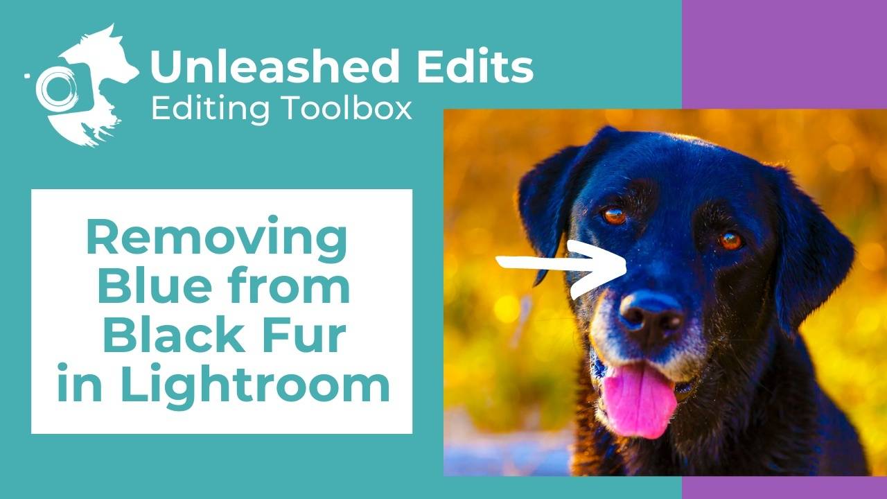 Editing Toolbox: Removing Blue from Black Fur in Lightroom