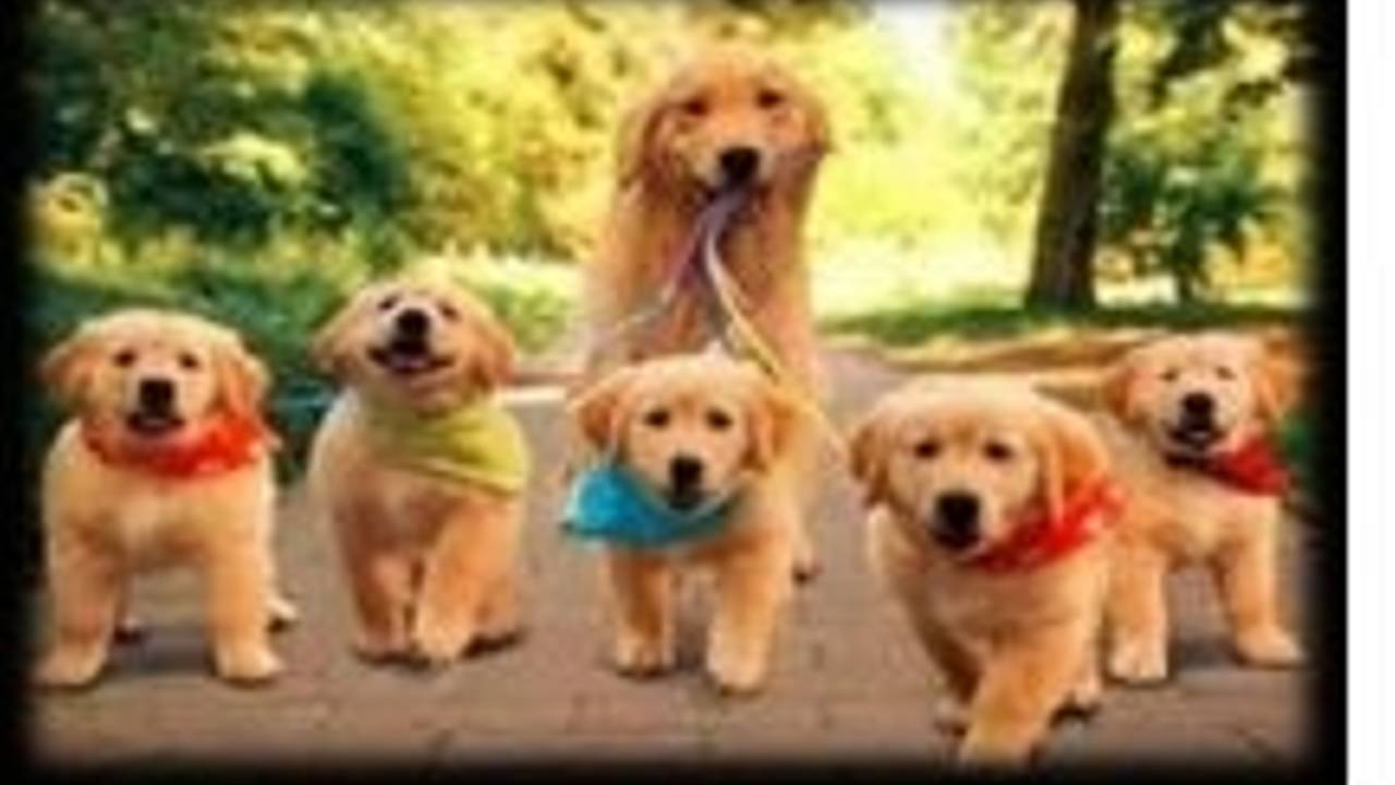 IB PYP Approaches to Learning Skills