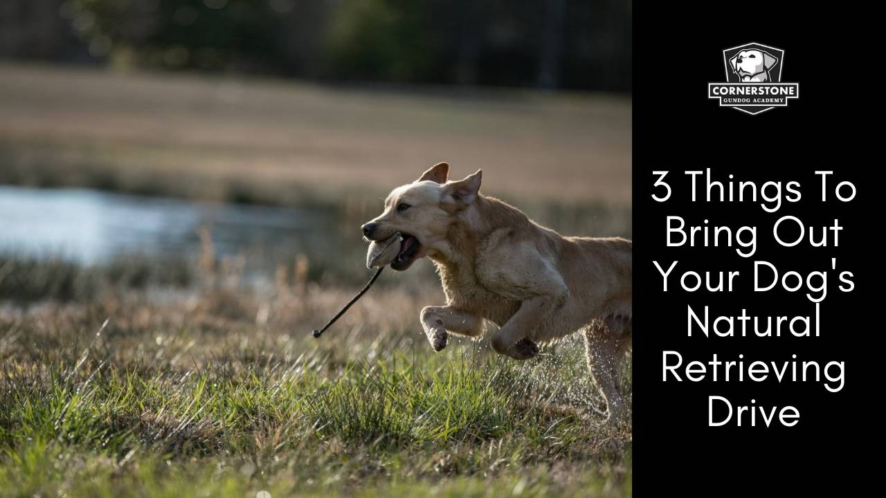 3 Things To Bring Out Your Dog's Natural Retrieving Drive