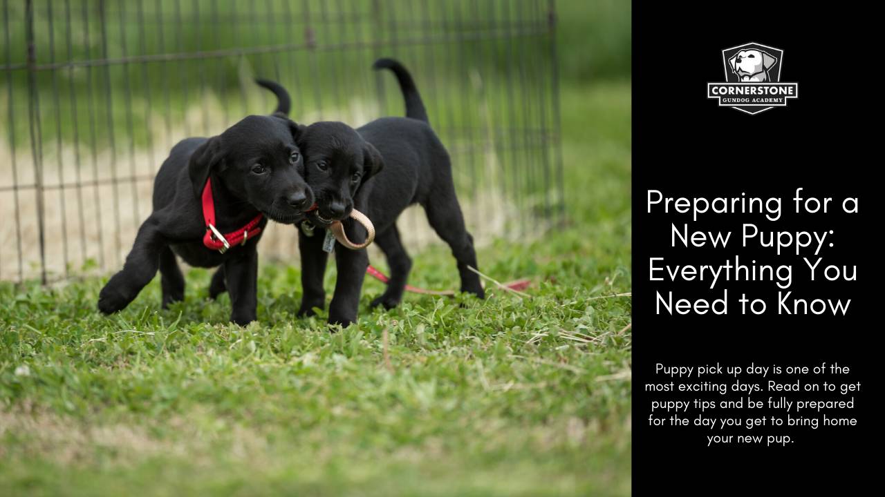 Preparing for a New Puppy: Everything You Need to Know