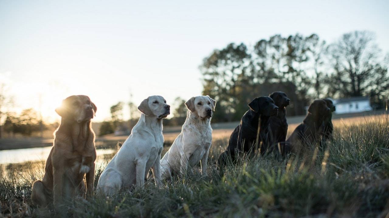 How To Get The Most From Your Retriever Training...