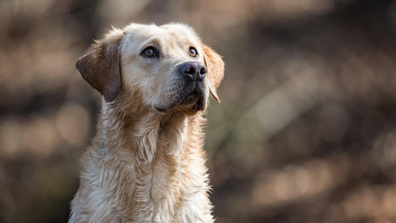 Free Resources to Help Your Train Your Retriever