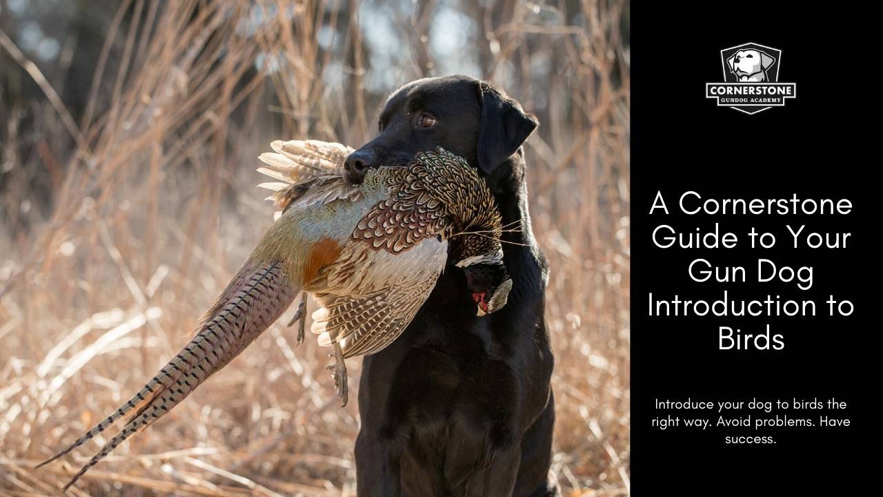 A Cornerstone Guide to Your Gun Dog Introduction to Birds