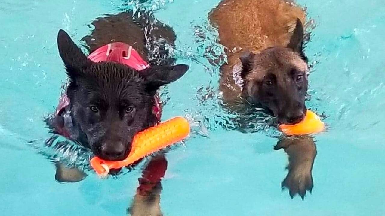 Canine Swim Conditioning Games!