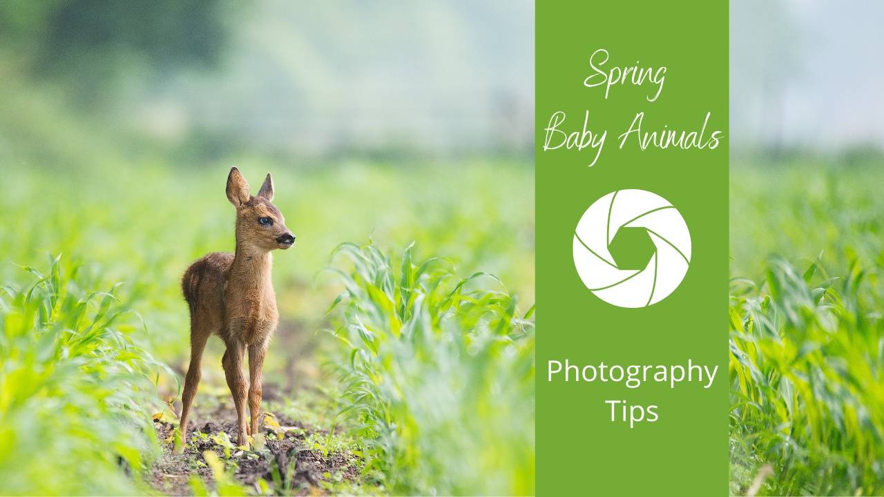 How To Capture Lovely Pictures Of Spring Baby Animals