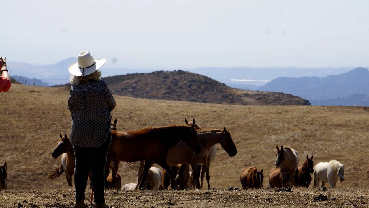 A Practical Way To Tame Wild Horses Without Force