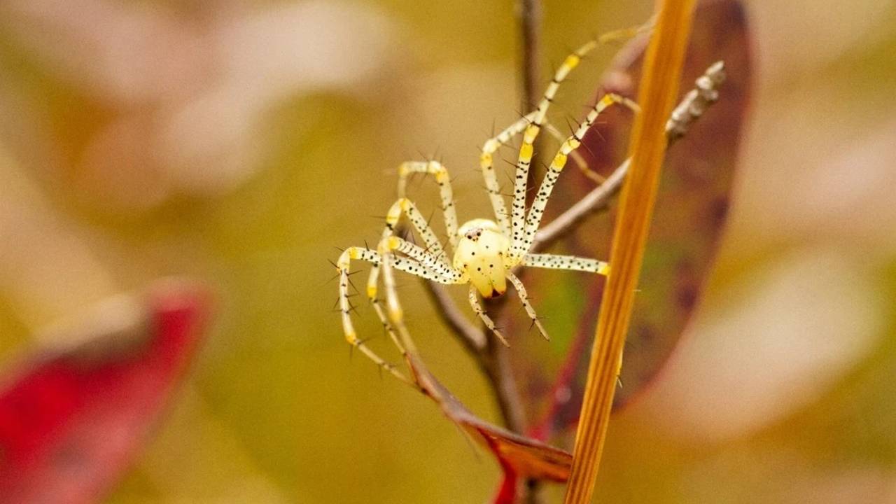 When You Pull Off All the Spider’s Legs…