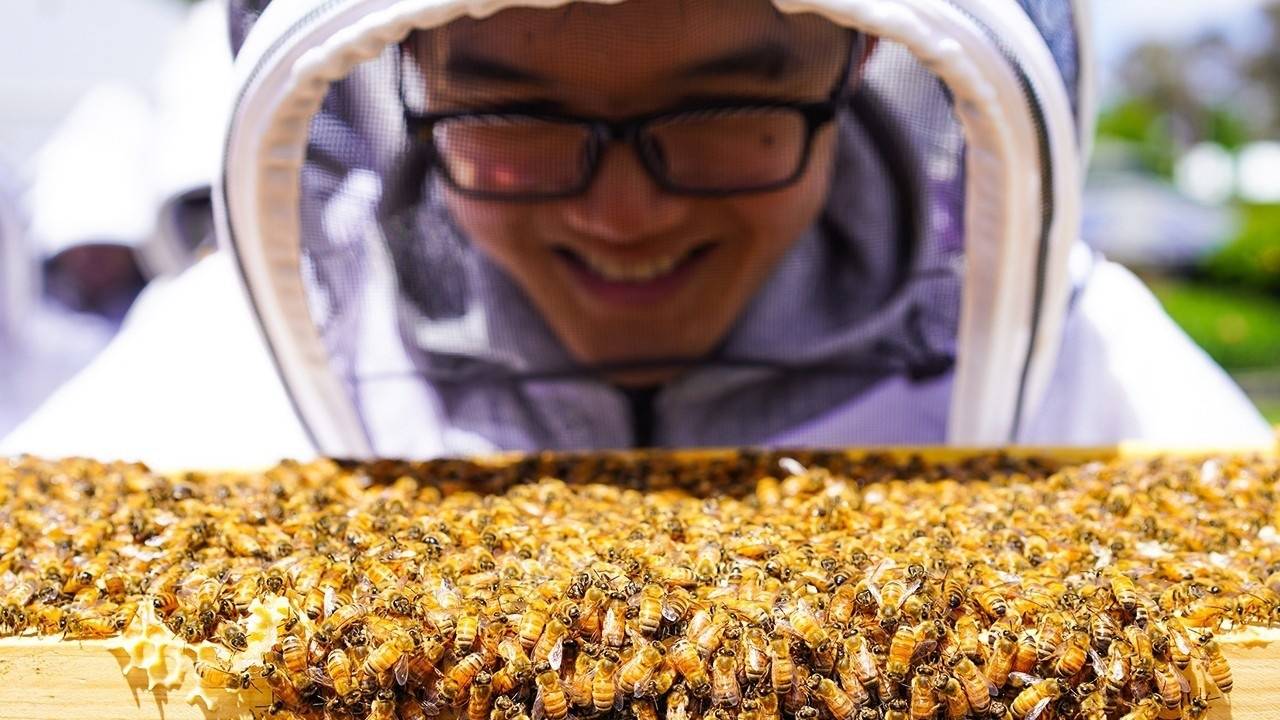 Beehive Inspections: How To Inspect Your Hive