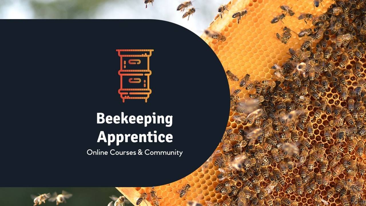 Contact Us | Beekeeping Apprentice