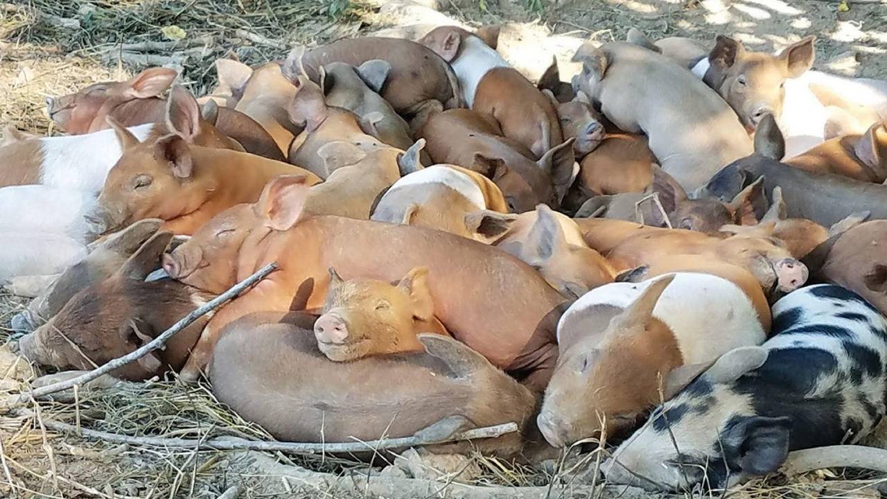 The Farm Piggery By: Jordan Green