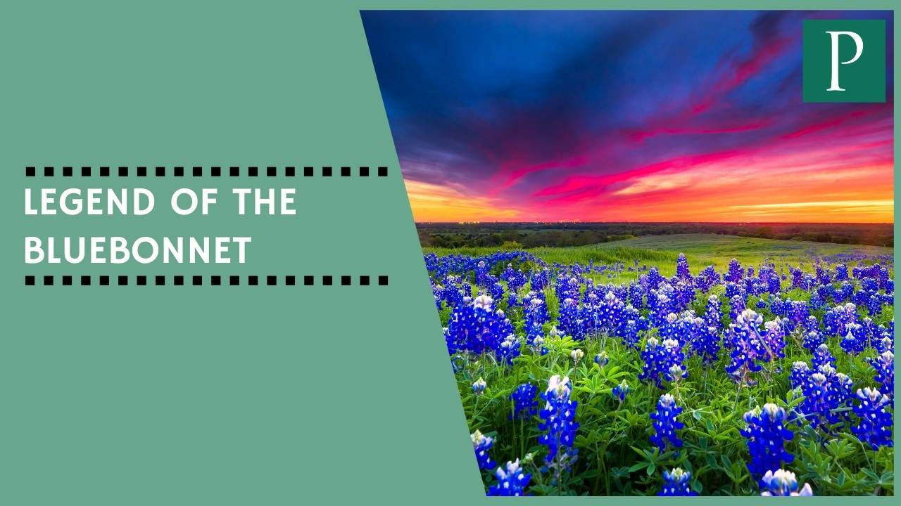 Legend of the Bluebonnet