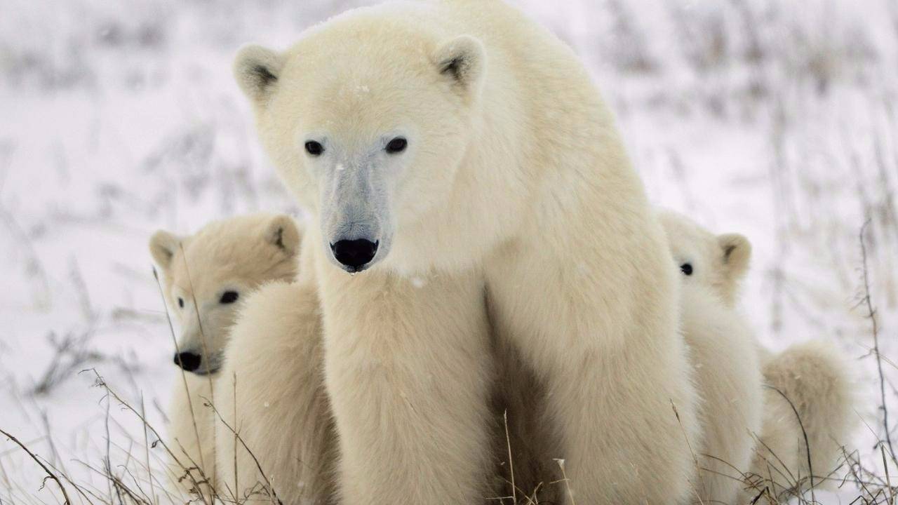 Step 8 - Understanding The White Bears