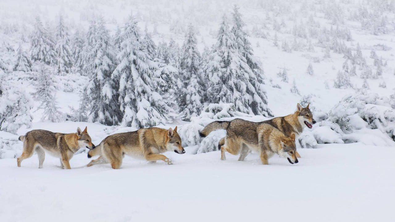 Rewilding restores the natural health and functioning of ecosystems.