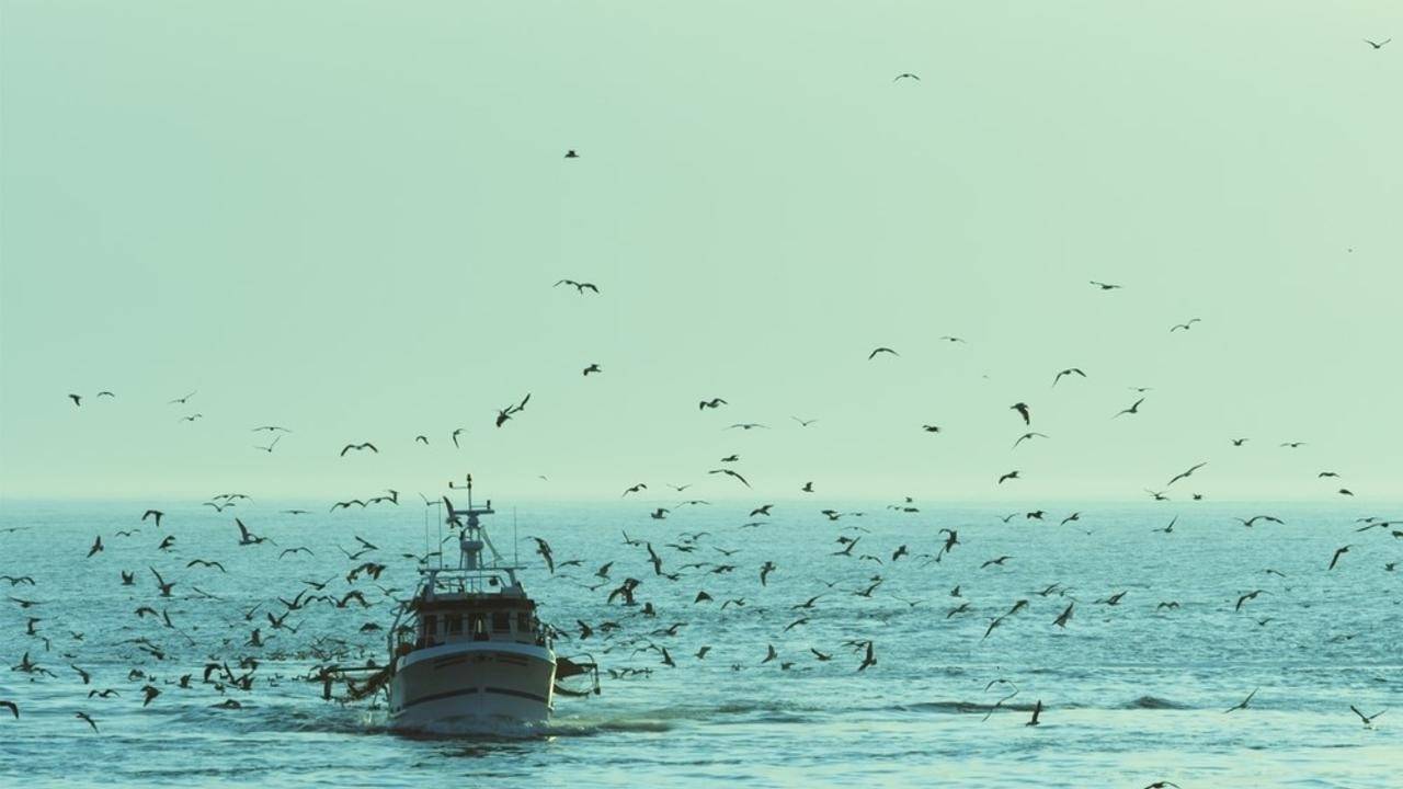 Reduce hunger and food waste through the donation of bycatch.