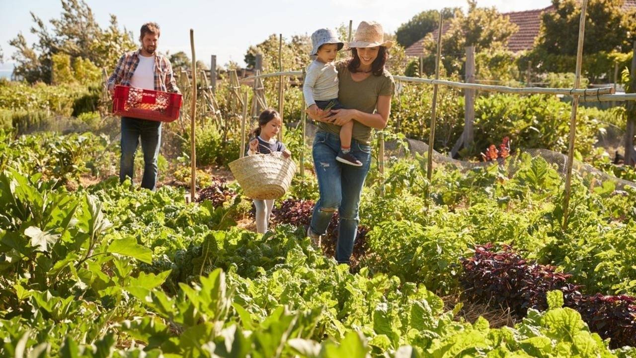 Build community and produce local food by joining a community garden.