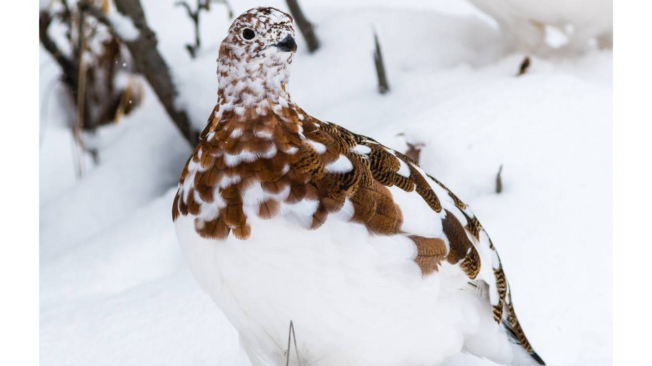 Learn how biological diversity affects all aspects of our lives.