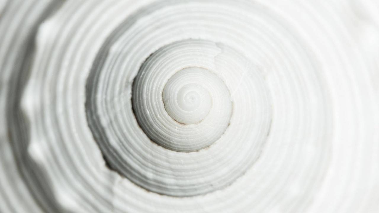 Biomimetic design looks to nature for sustainable design solutions.