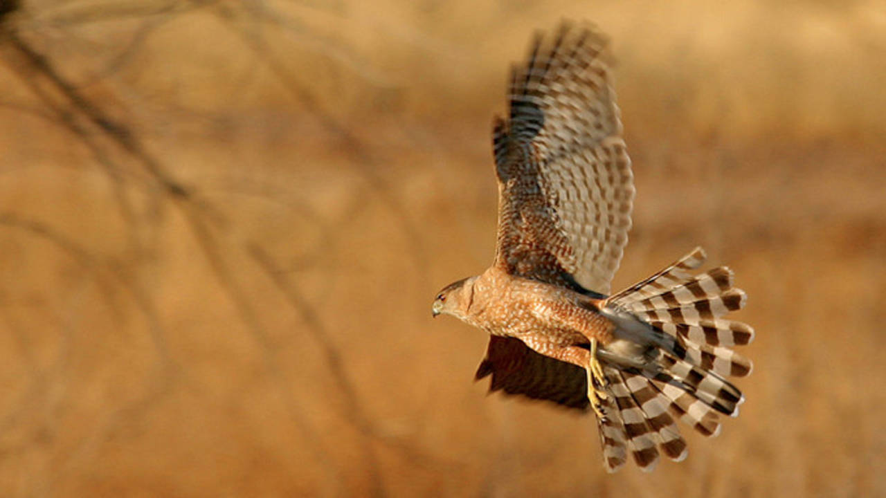 Video 2: Bird Language Basics