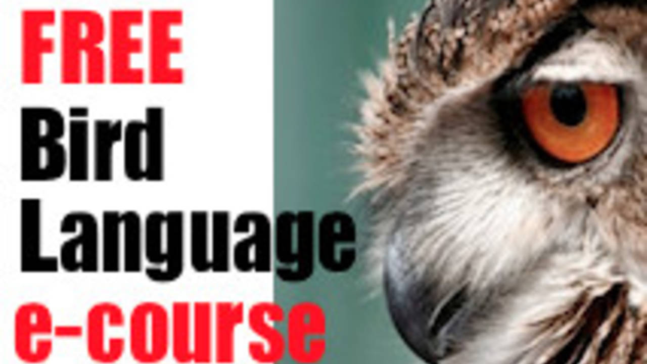Bird Language Basics Free E-Course