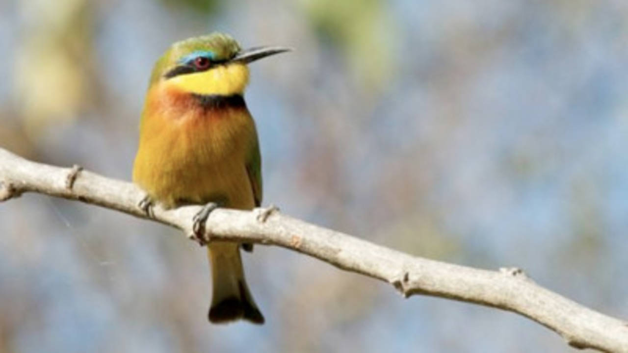 Explore Bird Language - Free Video Training Series