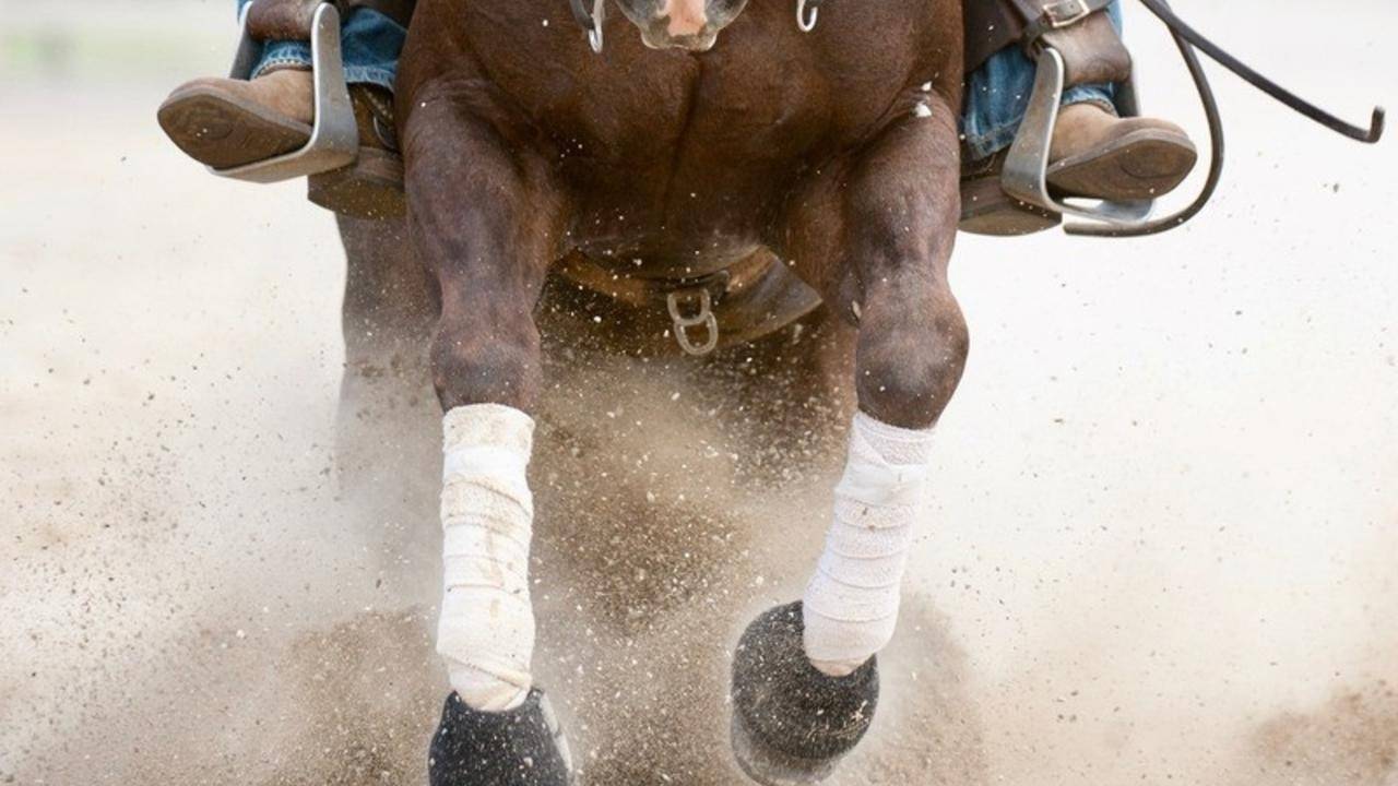 Welcome to the Lyons Legacy blog