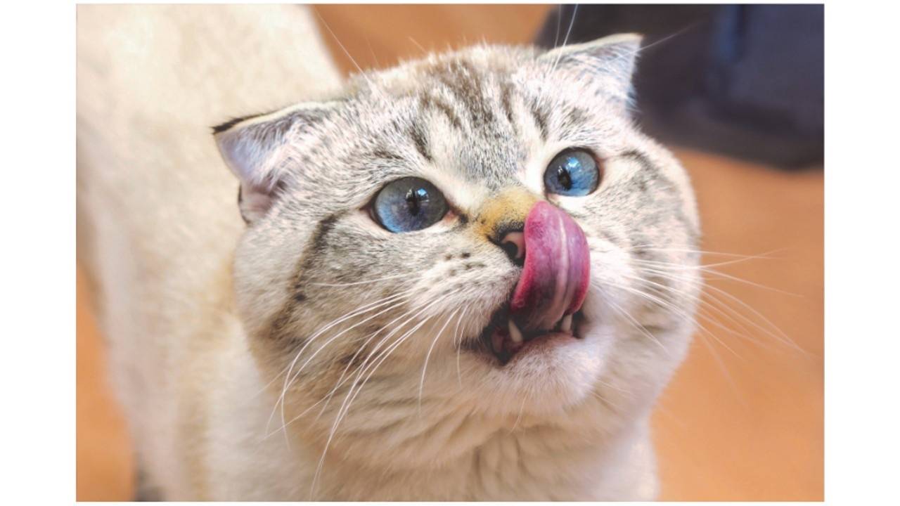 Are you being manipulated by your animals?