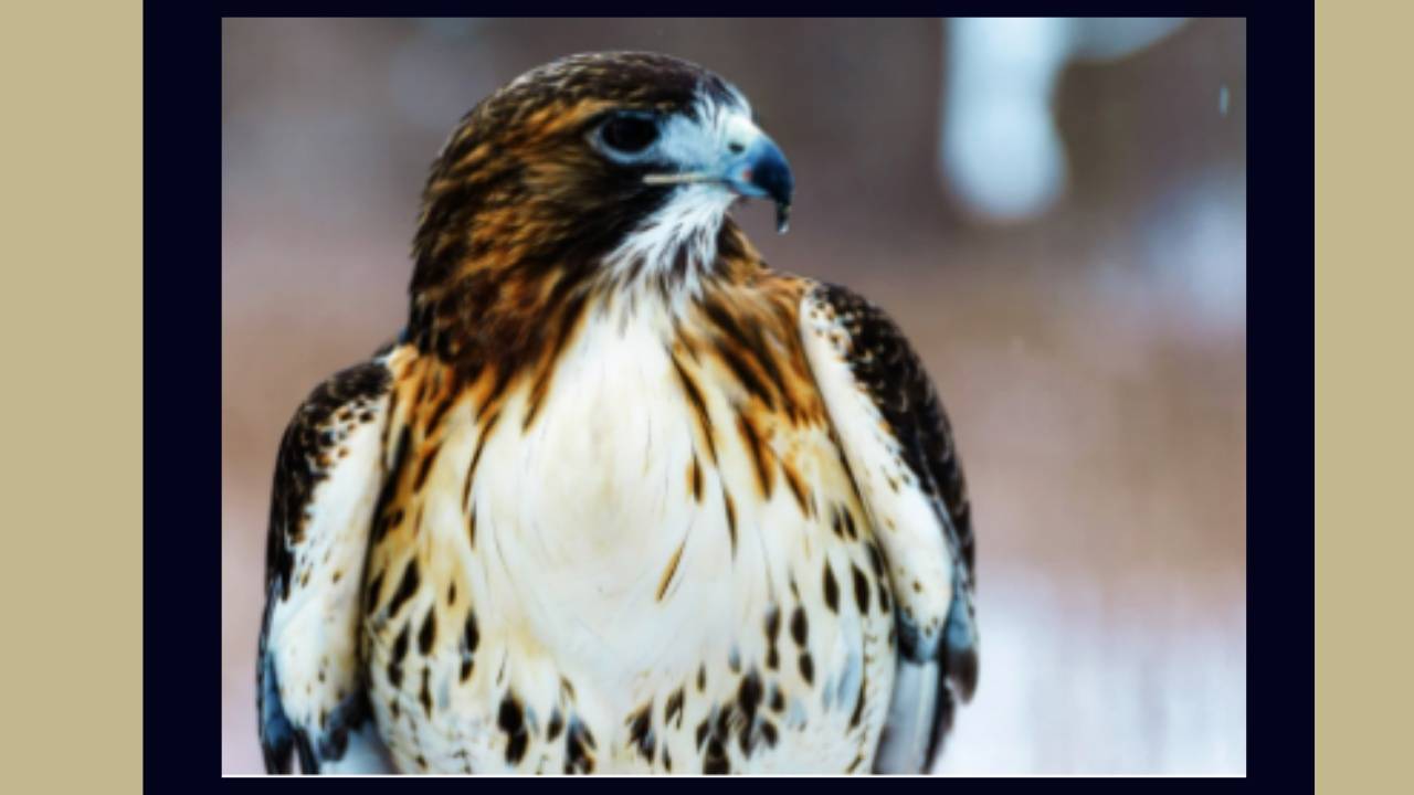Life Lessons from Red Tail Hawk