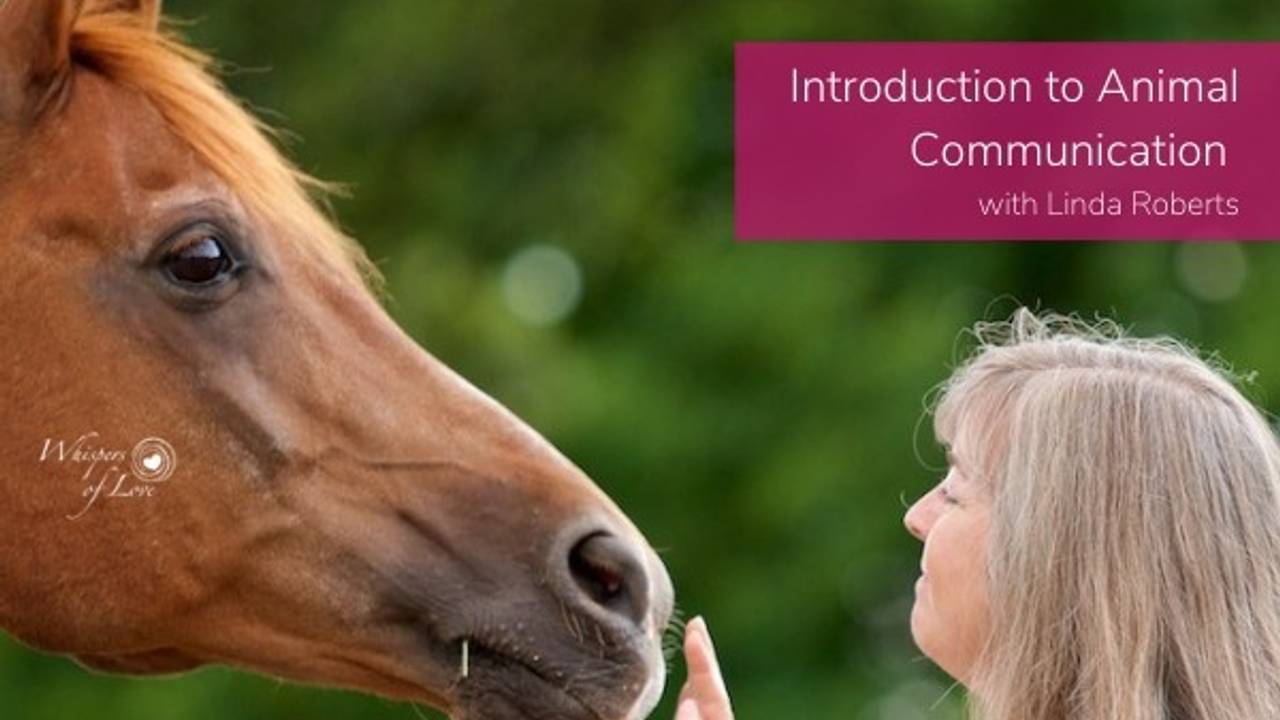 Intro to Animal Communication