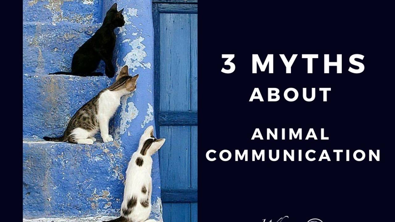 3 Myths about animal communication