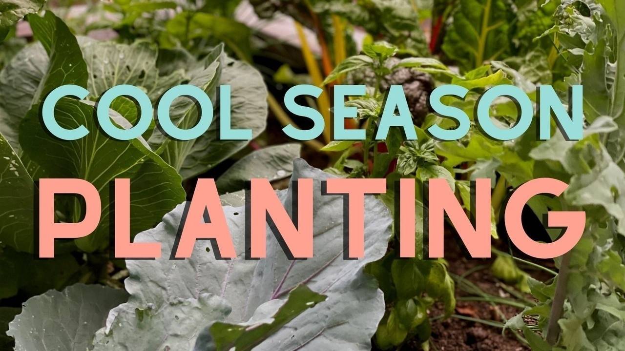 Cool Season Planting The Basics Cool Season Planting The Basics