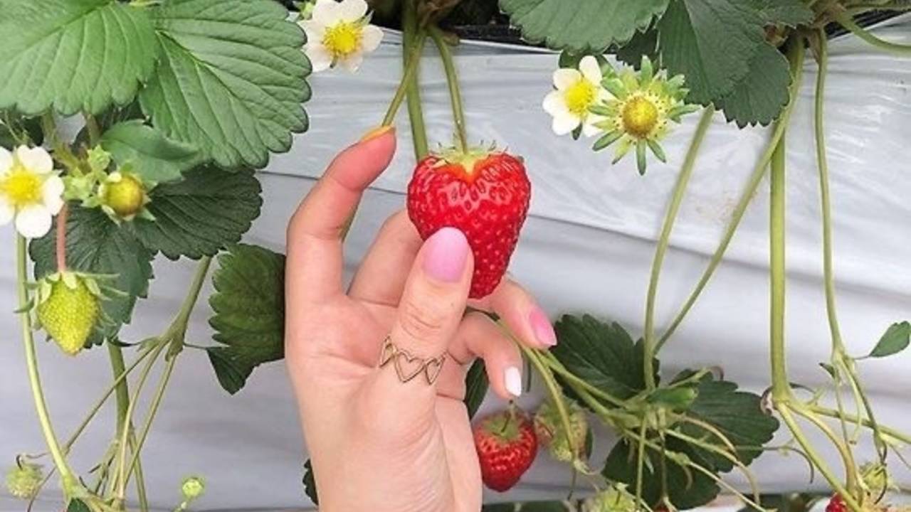 Fall Strawberry Renovation Tips