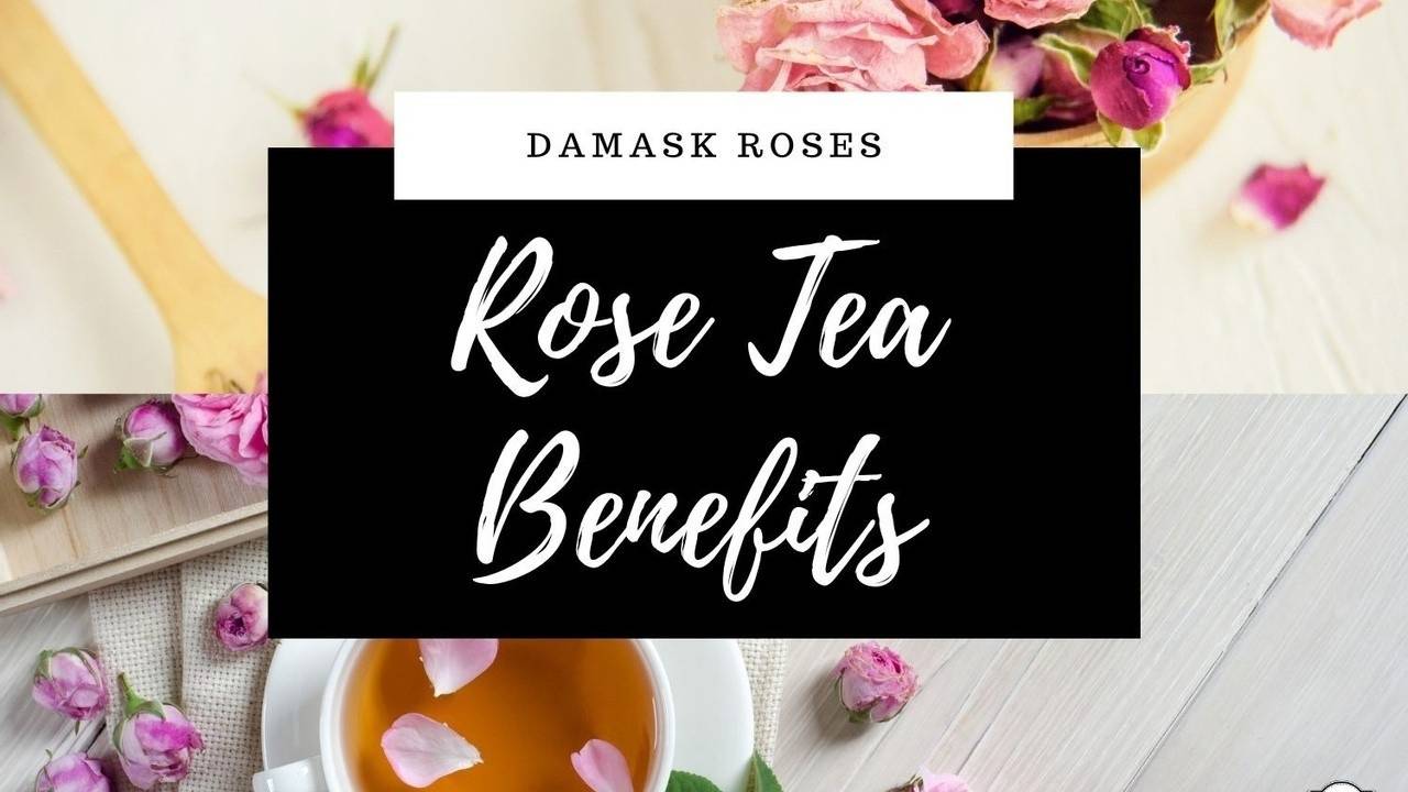 Rose Tea Benefits and Damask Roses