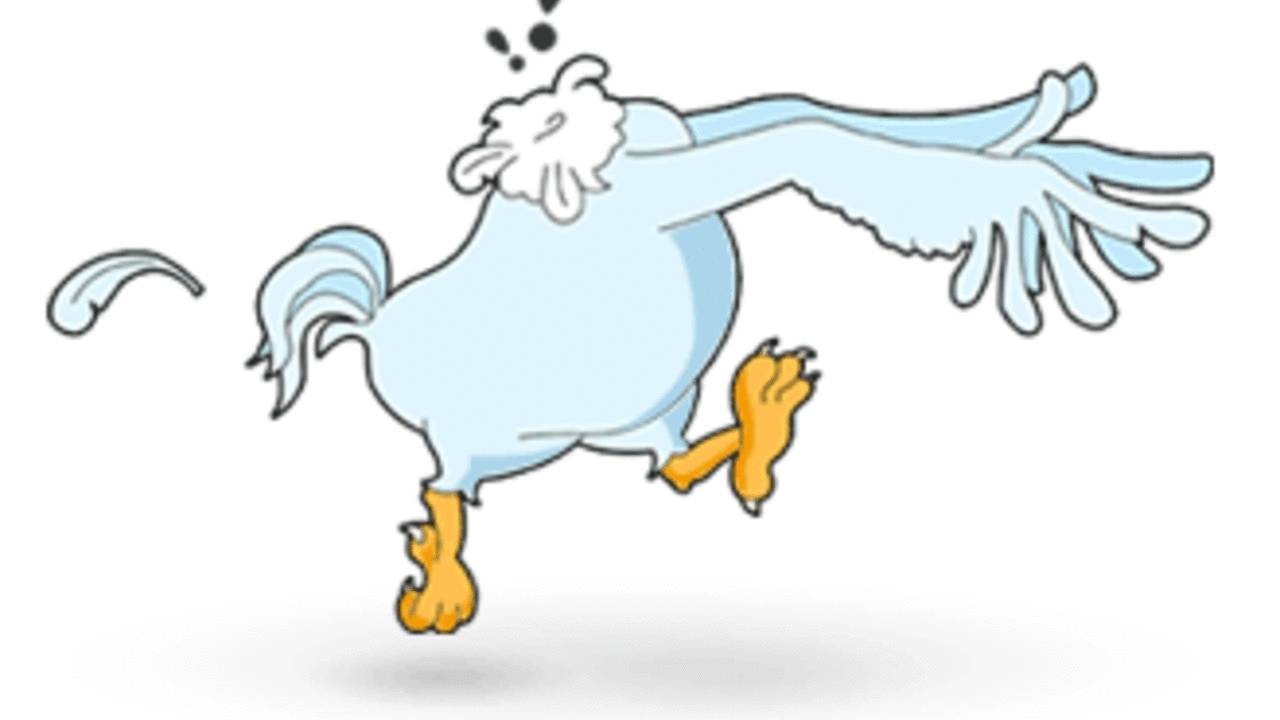 Chicken With It's Head Cut Off