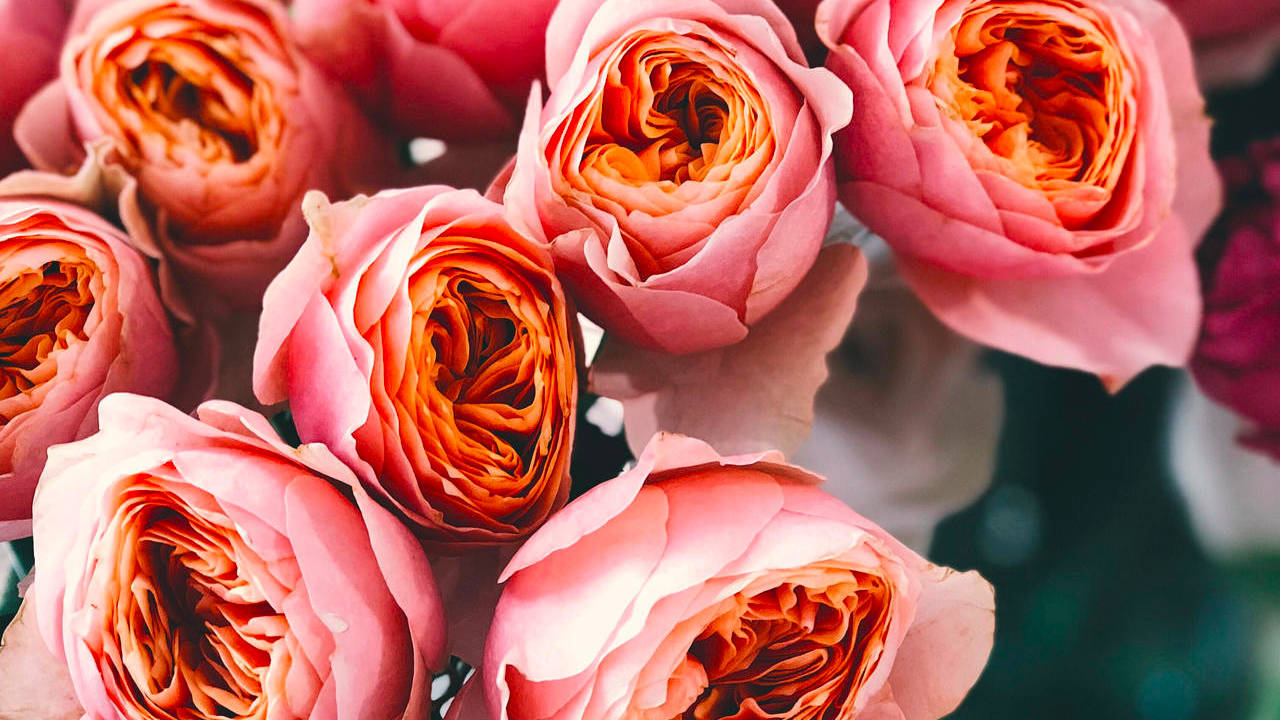 Little Earthquakes and La Vie en Rose