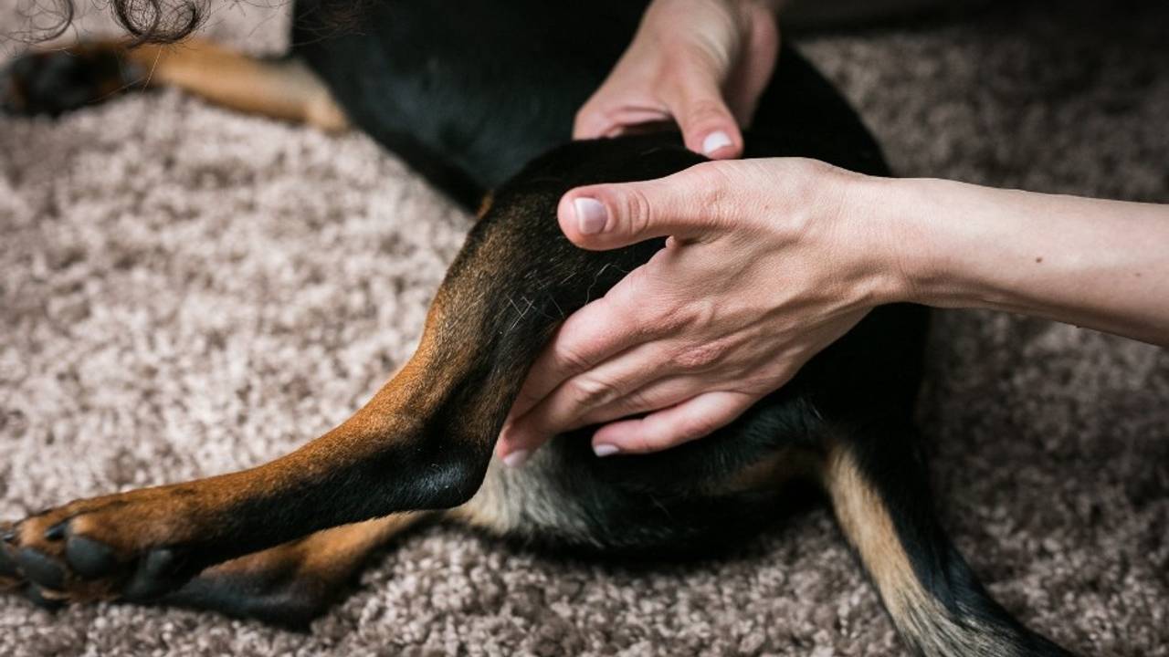 KURS fordypning palpasjon av hund
