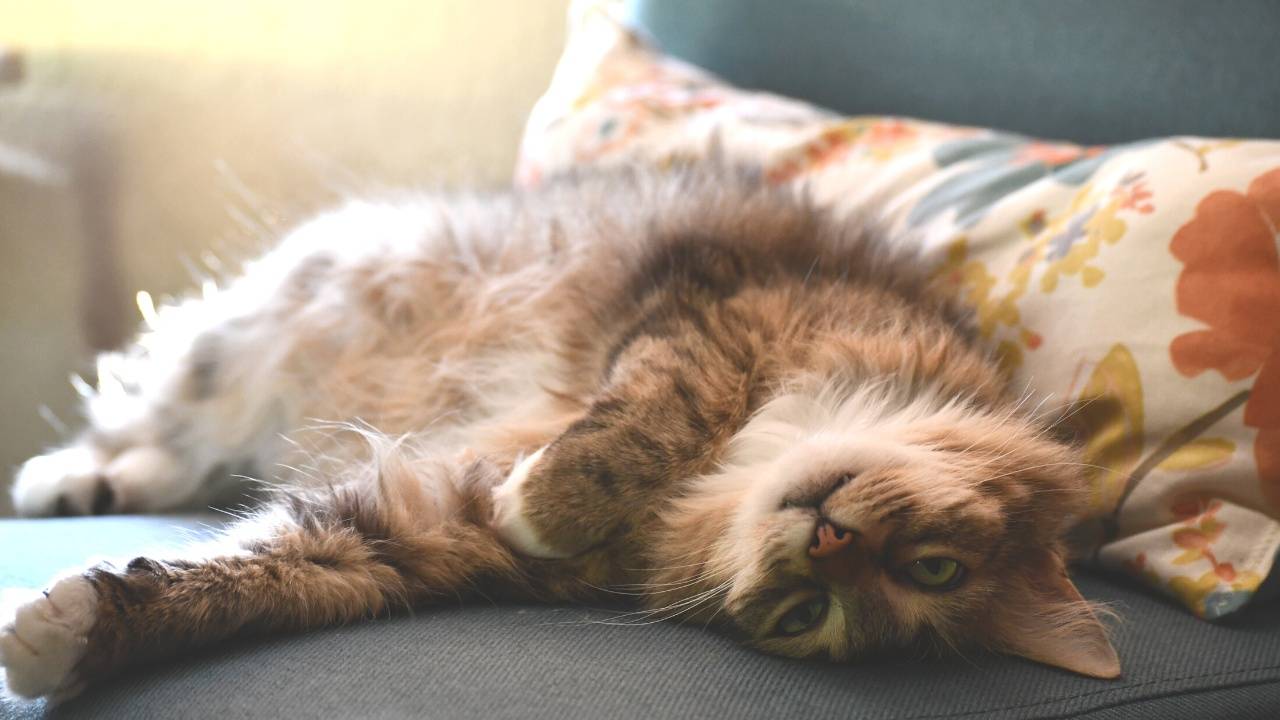 Worldwide Animal Communication Sessions for Pets and Companion Animals