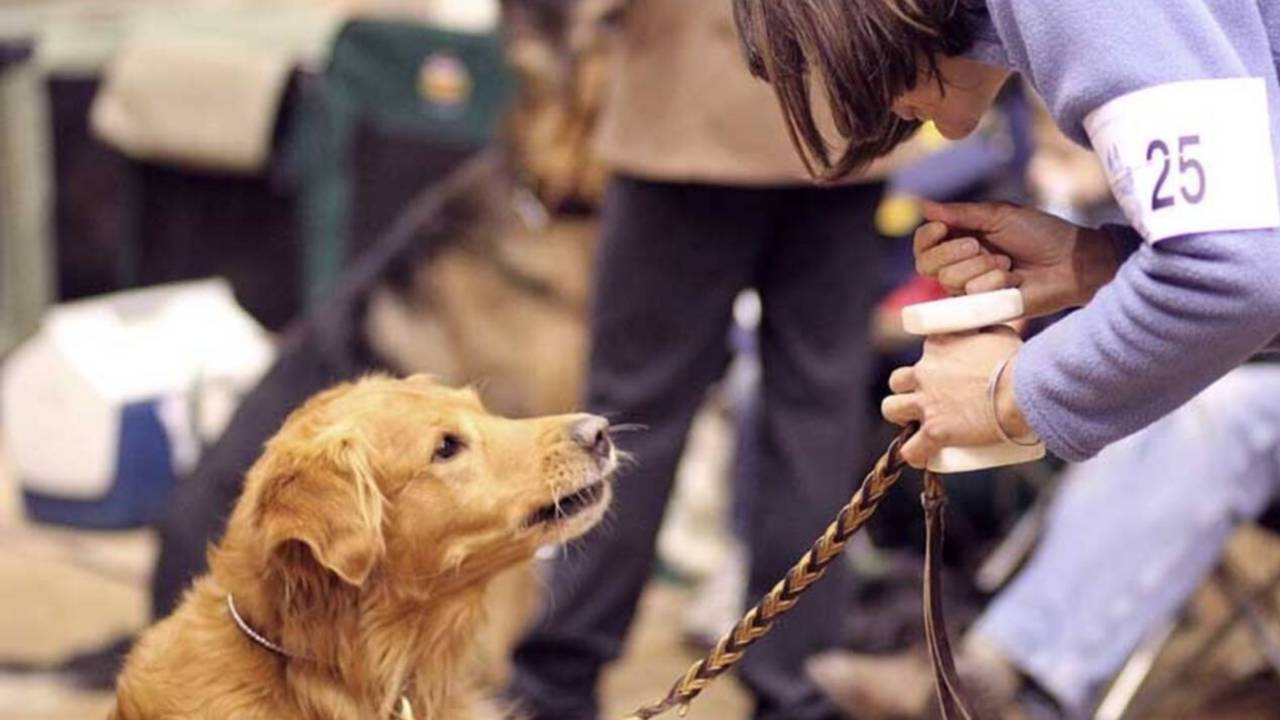 Dog Obedience Training Online