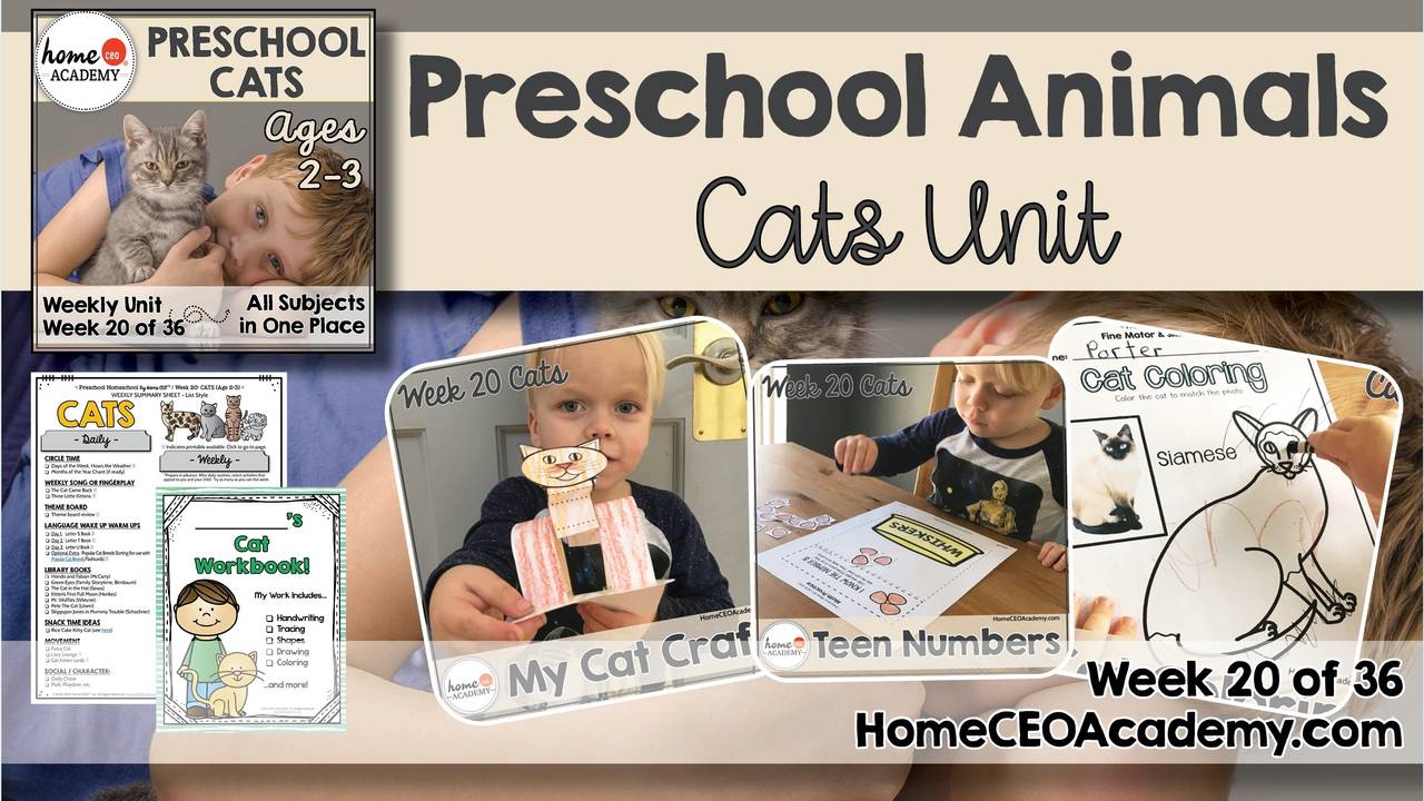 Preschool Animals: Cats Theme by Home CEO Academy