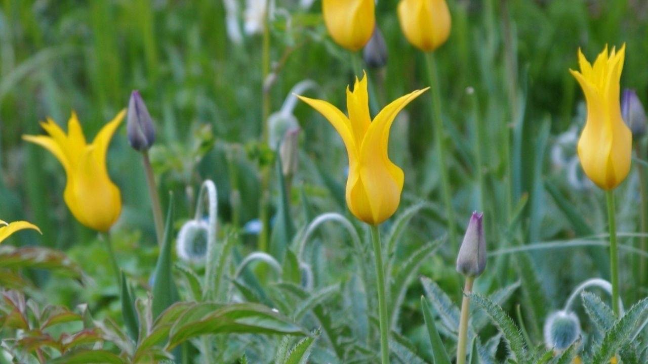 My 3 Rules of Thumb When Planning with Spring Bulbs