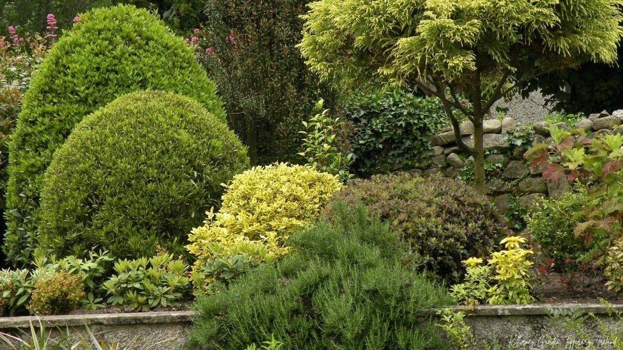 3 Essential Evergreen Tips for Year-Round Beauty