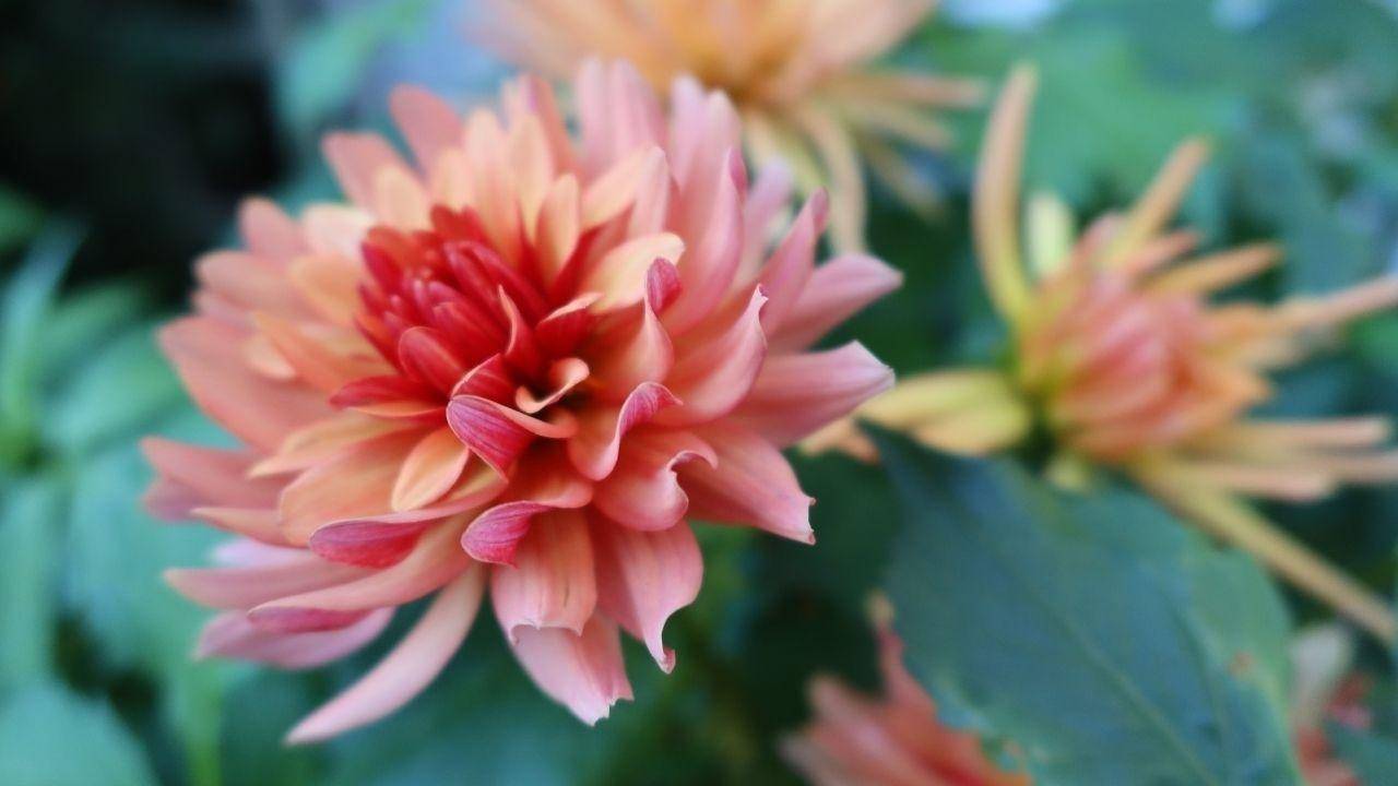 Great Sunset-colored Dahlia Combo to Grow in a Small Garden