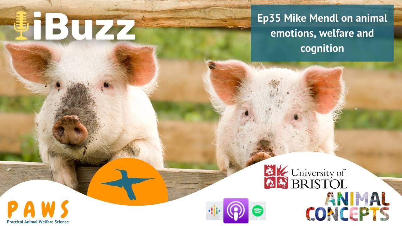 Mike Mendl on animal emotions, welfare and cognition