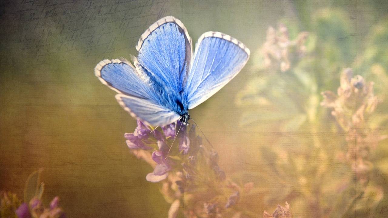 Blue Galactic Butterflies & Gwenhwyfar