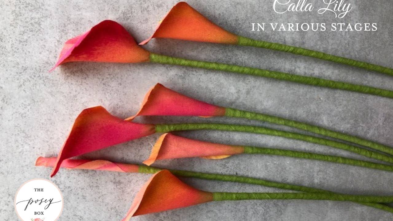 Let’s Look at the Calla Lily In-Depth