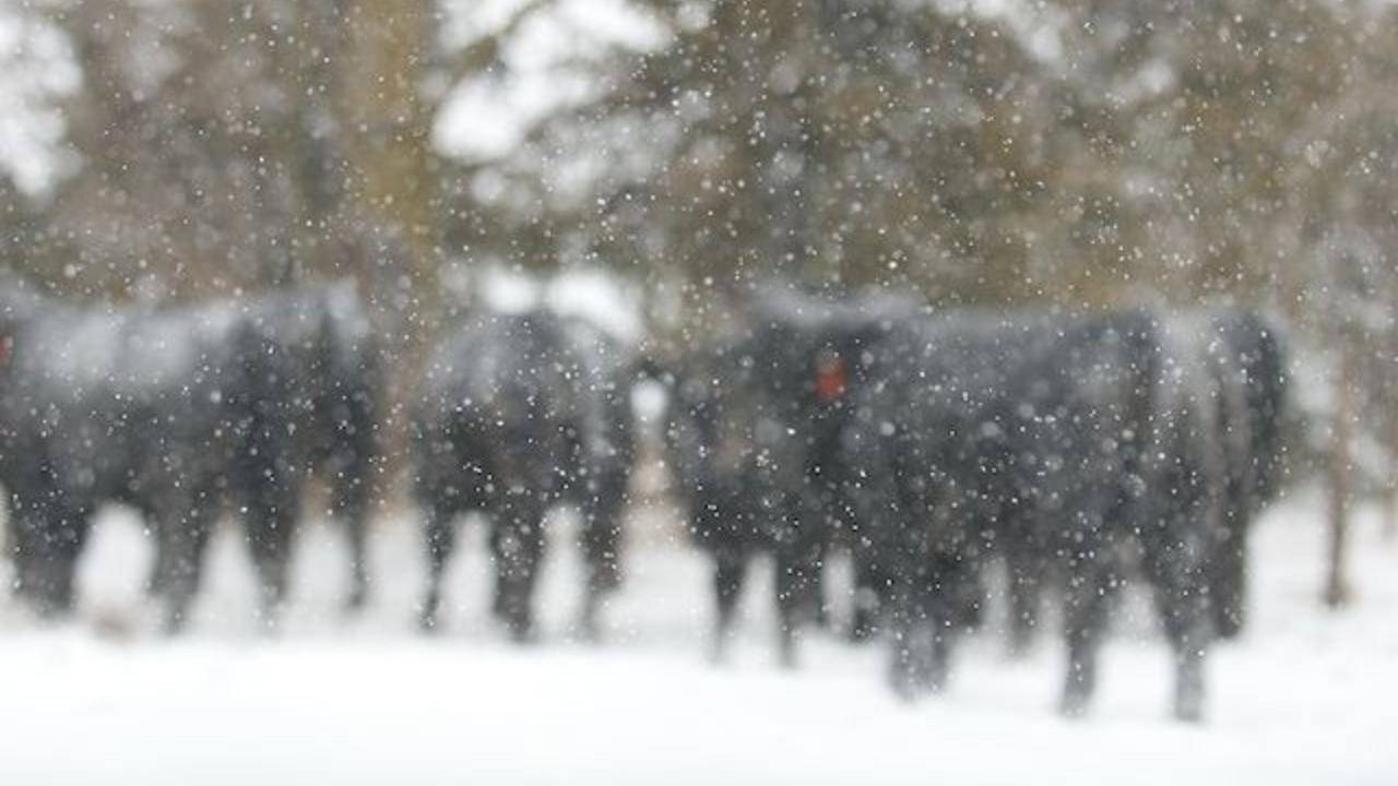 6 Tips for Frigid Photo Days