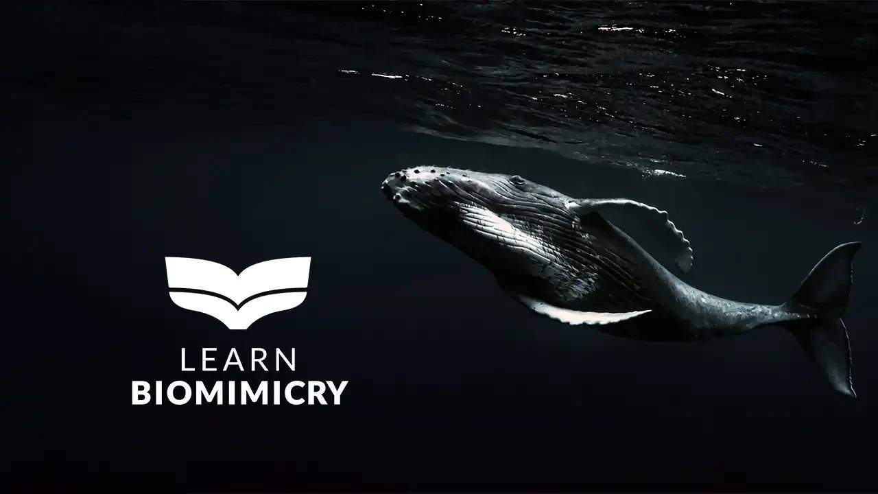 Learn Biomimicry