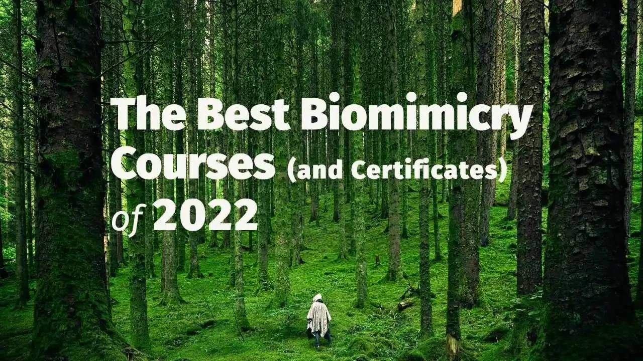 The Best Biomimicry Courses and Certificates of 2022