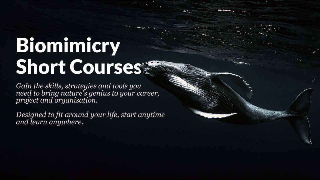 Biomimicry Short Courses