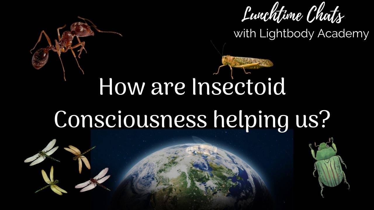 What is Insectoid consciousness and how does it help us