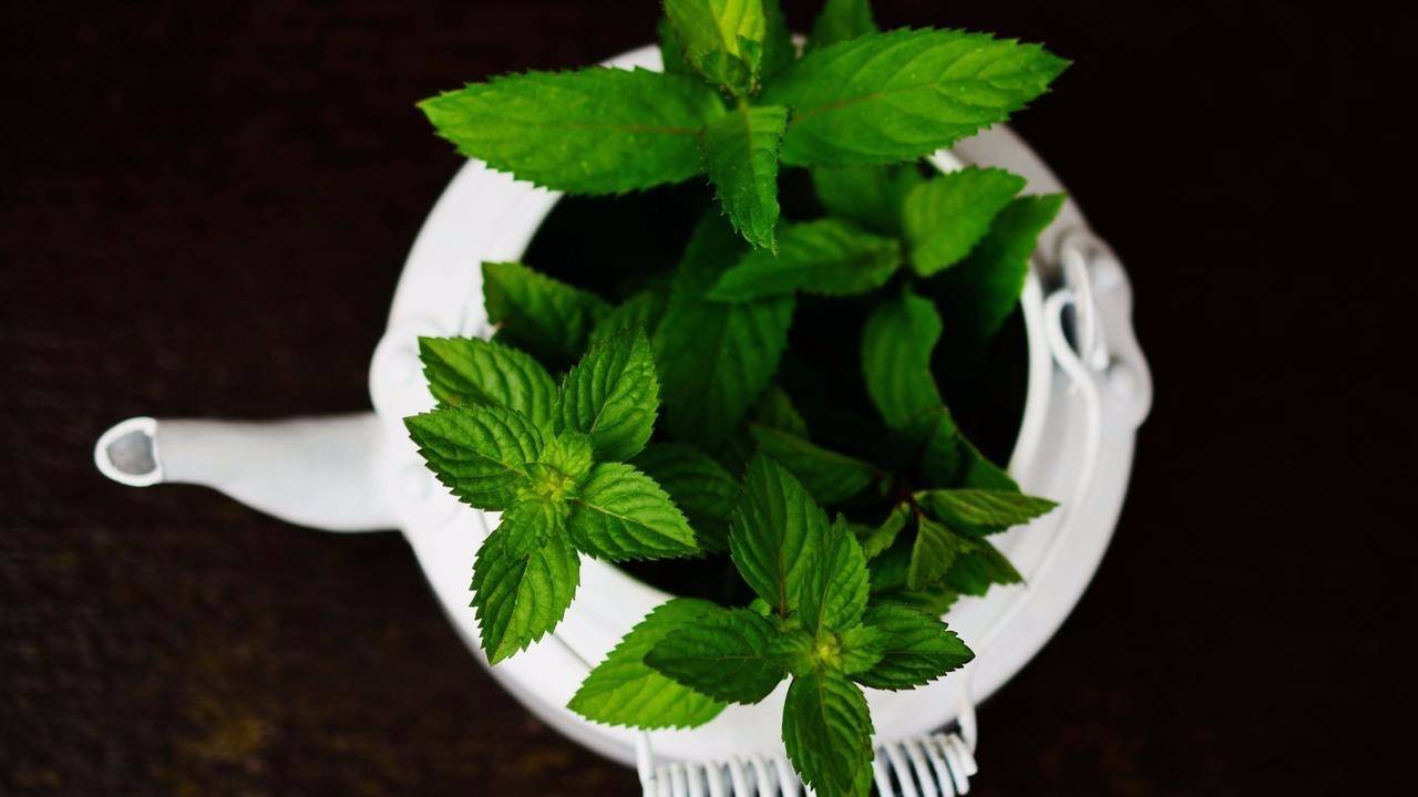 Peppermint Can Help Symptoms from the Common Cold | Nontoxic Living